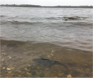 Calculating wind fetch on lakes using Python | datainwater